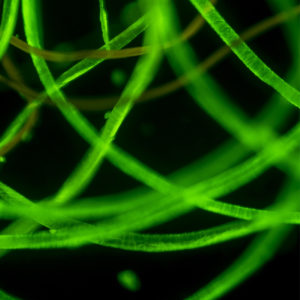 IM-300 Series – OPTIKAMICROSCOPES