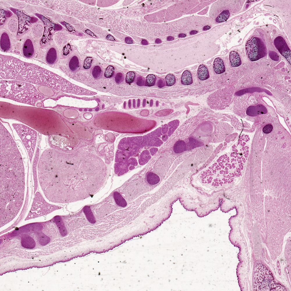 OPTISCAN_gallery – OPTIKAMICROSCOPES